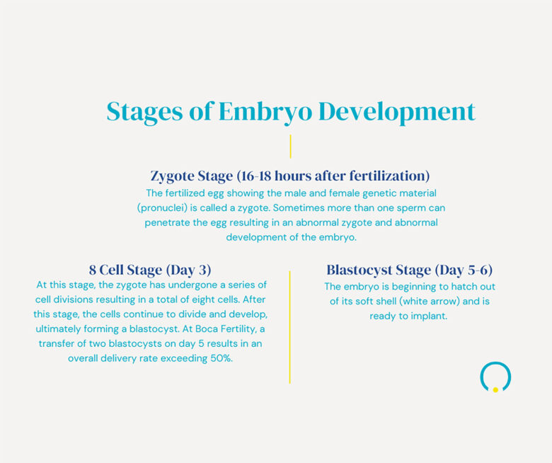 A Comprehensive Overview of the IVF Process | Boca Fertility